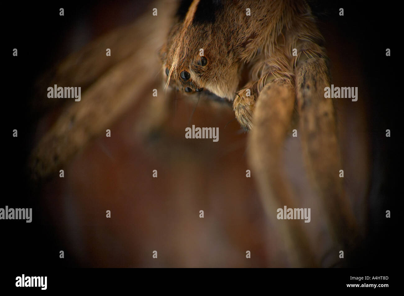 Extreme close up of a hunting wolf spider Stock Photo - Alamy