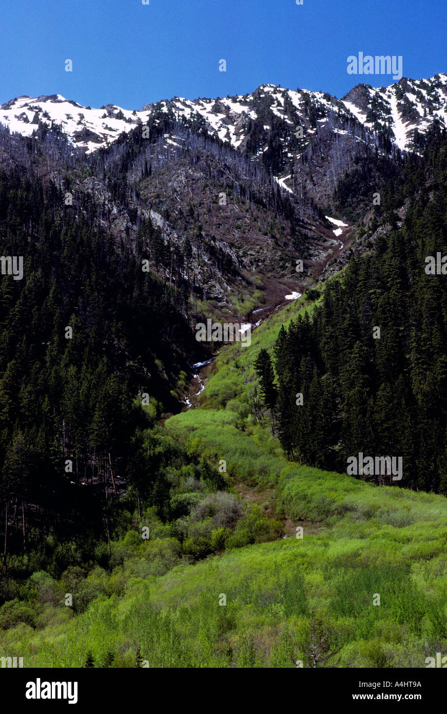 Avalanche Path in the "Coast Mountains" in British Columbia Canada ...