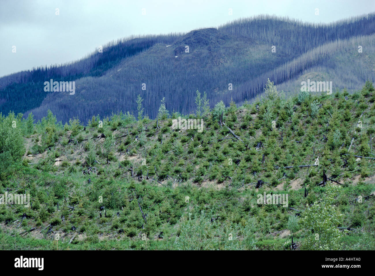 Reforestation of Coniferous Trees after a Forest Fire in Northern ...