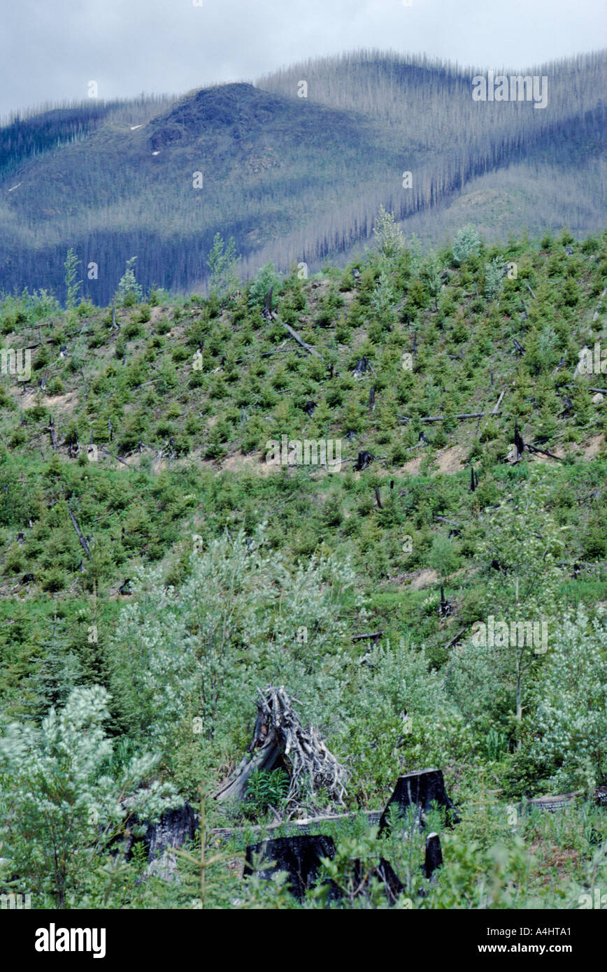 Reforestation of Coniferous Trees after a Forest Fire in Northern ...