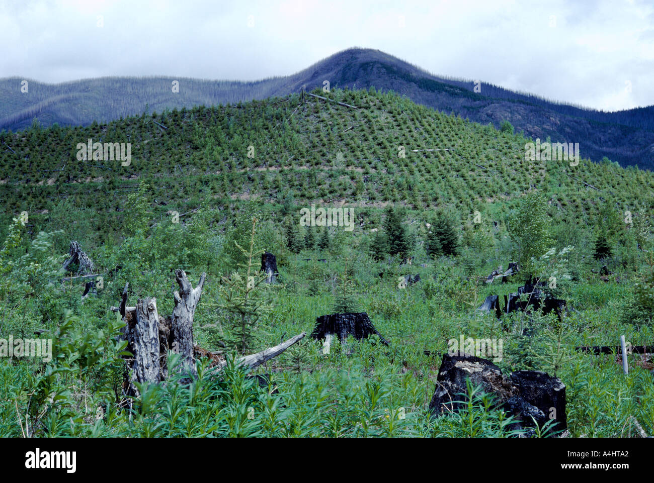 Reforestation of Coniferous Trees after a Forest Fire in Northern ...