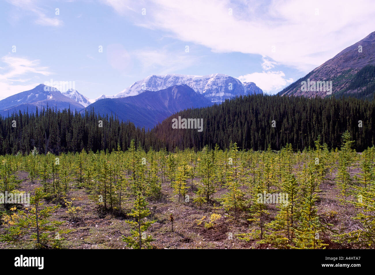 Tree Seedlings British Columbia High Resolution Stock Photography and ...