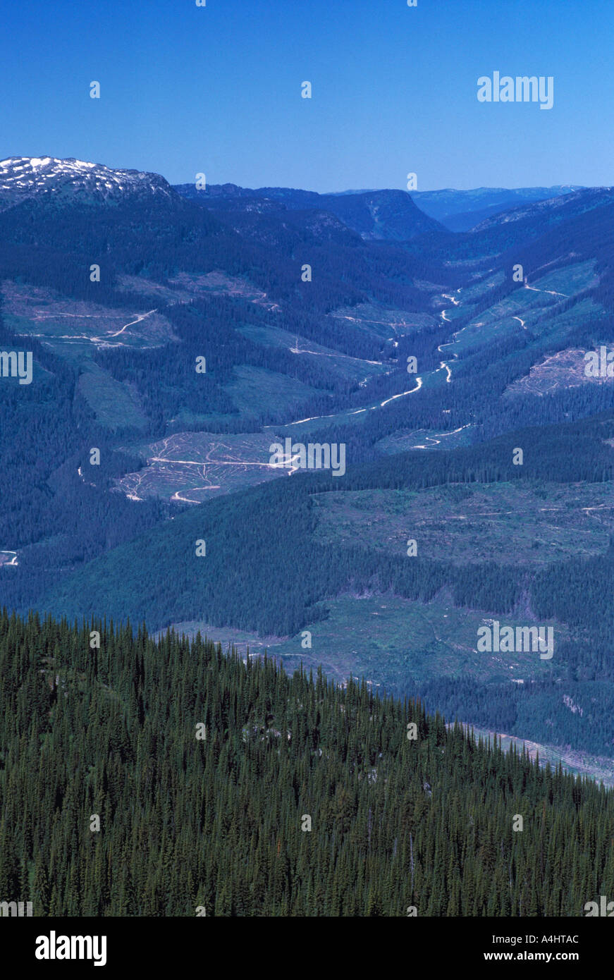 Logging of Selected Areas in a Coniferous Forest at "Upper Arrow Lake ...