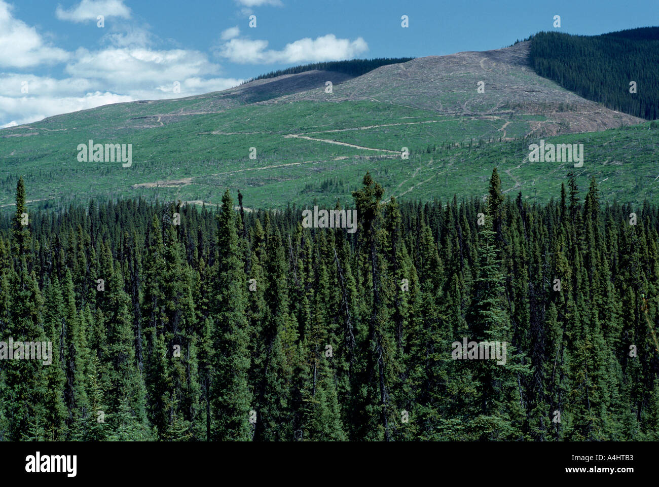 Logged Area in a Coniferous Forest in British Columbia Canada Stock ...