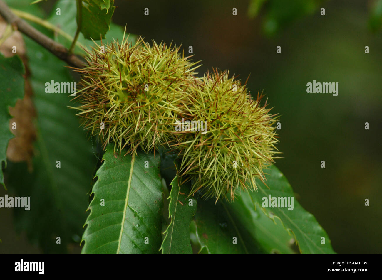horse chestnuts growing on tree in france Stock Photo - Alamy