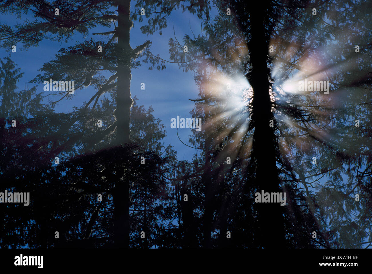 Sun rays in bc forest hi-res stock photography and images - Alamy