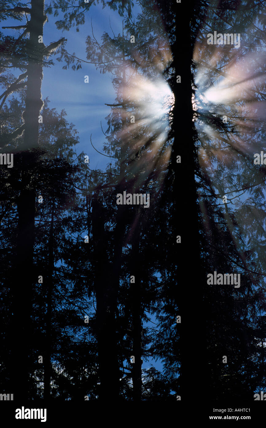 Sun rays in bc forest hi-res stock photography and images - Alamy