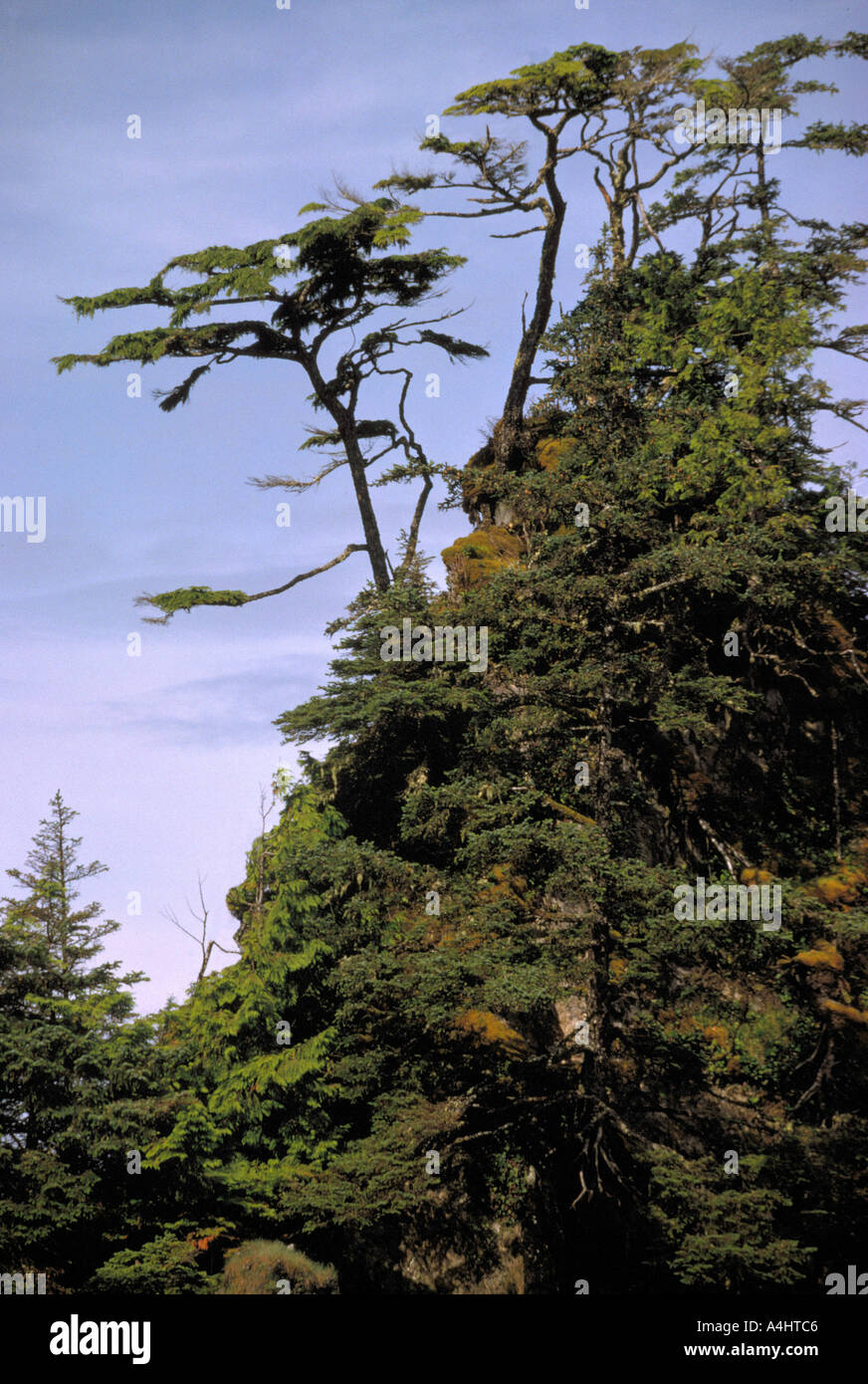 Shore pine pinus contorta contorta hi-res stock photography and images ...