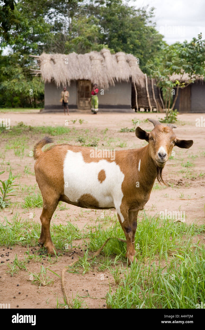 A goat in the village of Mambala Malawi Africa Stock Photo - Alamy
