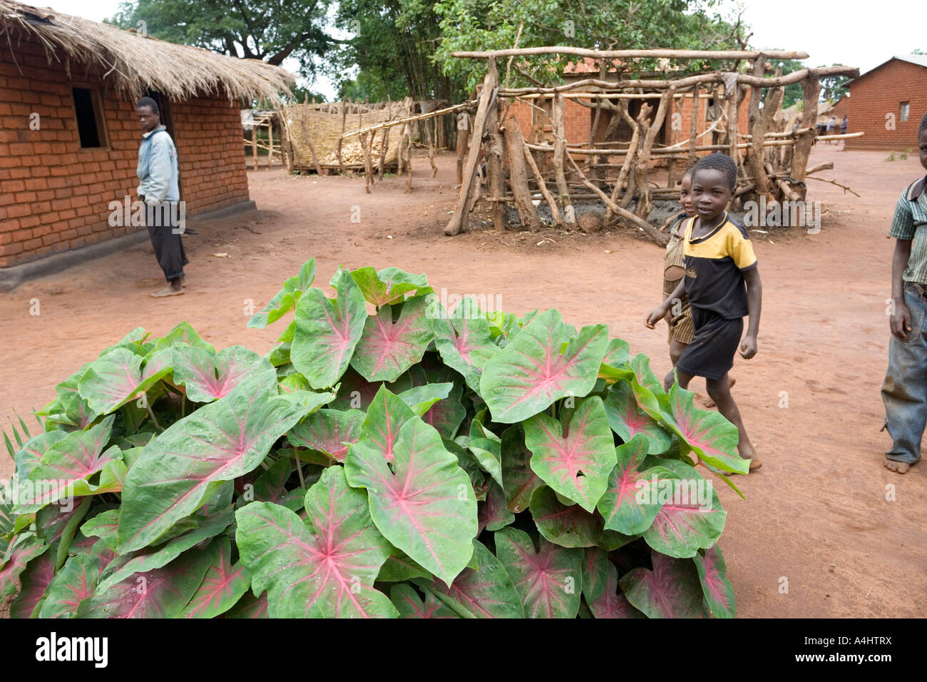 Plant growing in the village of Kendekeza Malawi Africa Stock Photo - Alamy