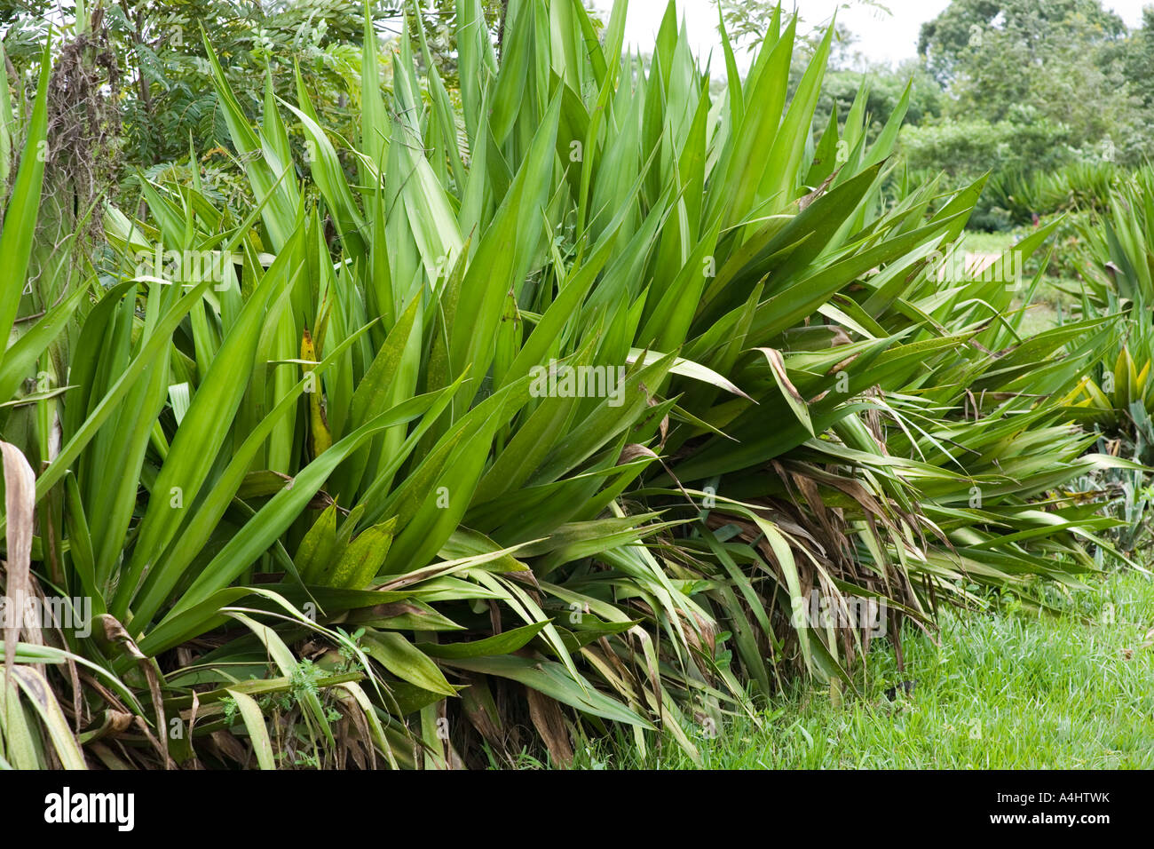 Sisal growing in the village of Chagamba Malawi Africa Stock Photo - Alamy