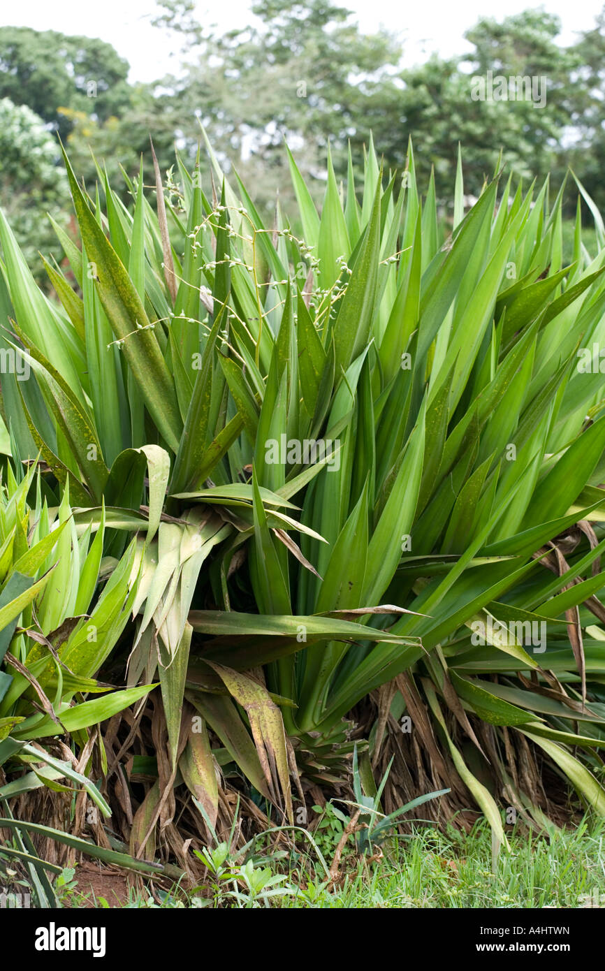 Sisal growing in the village of Chagamba Malawi Africa Stock Photo - Alamy
