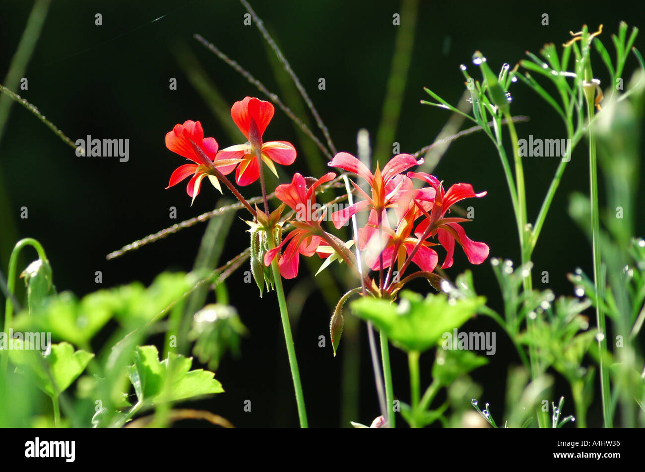 red flowers growing wild in france Stock Photo - Alamy