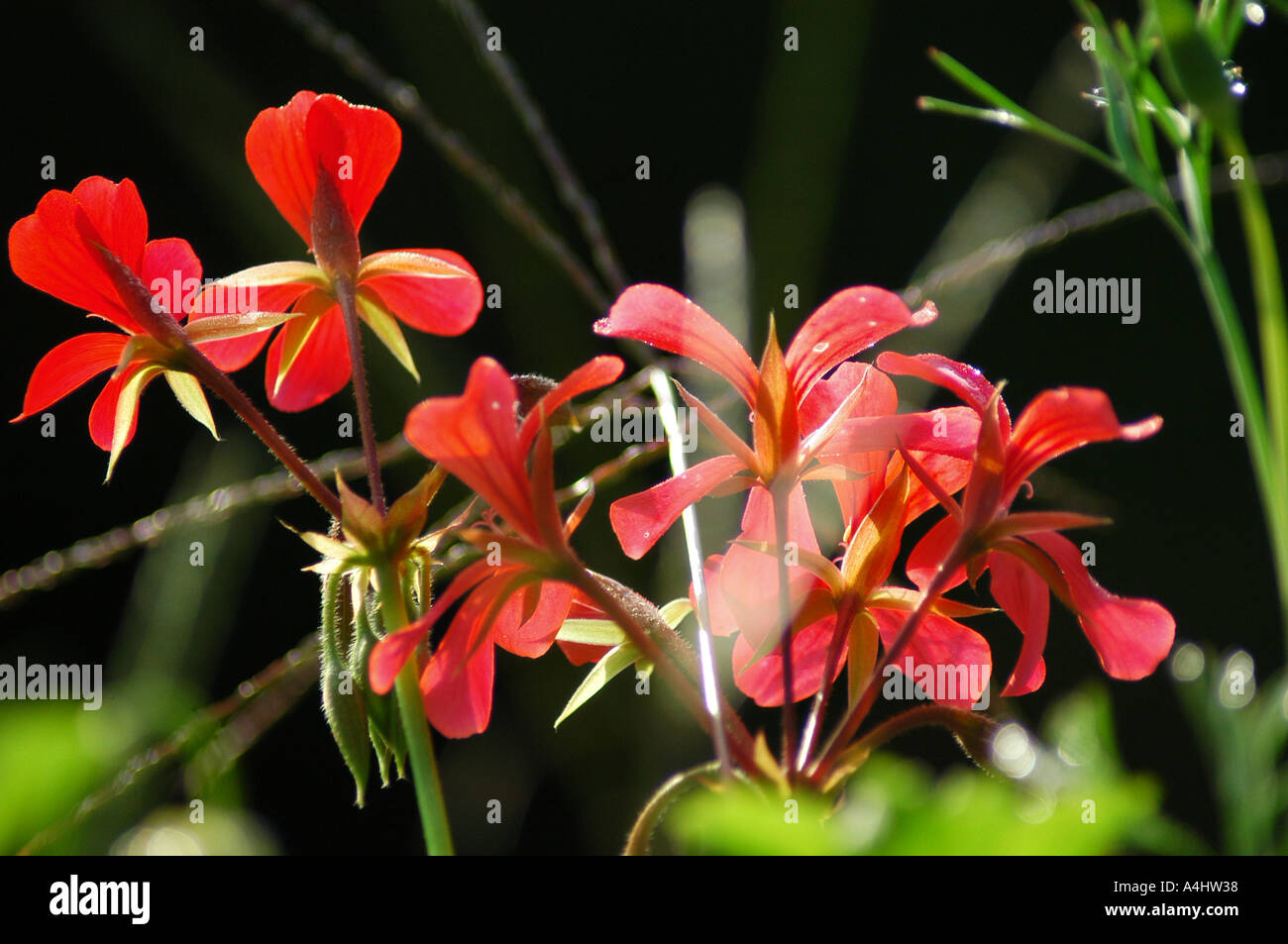 wild flowers growing in france Stock Photo - Alamy