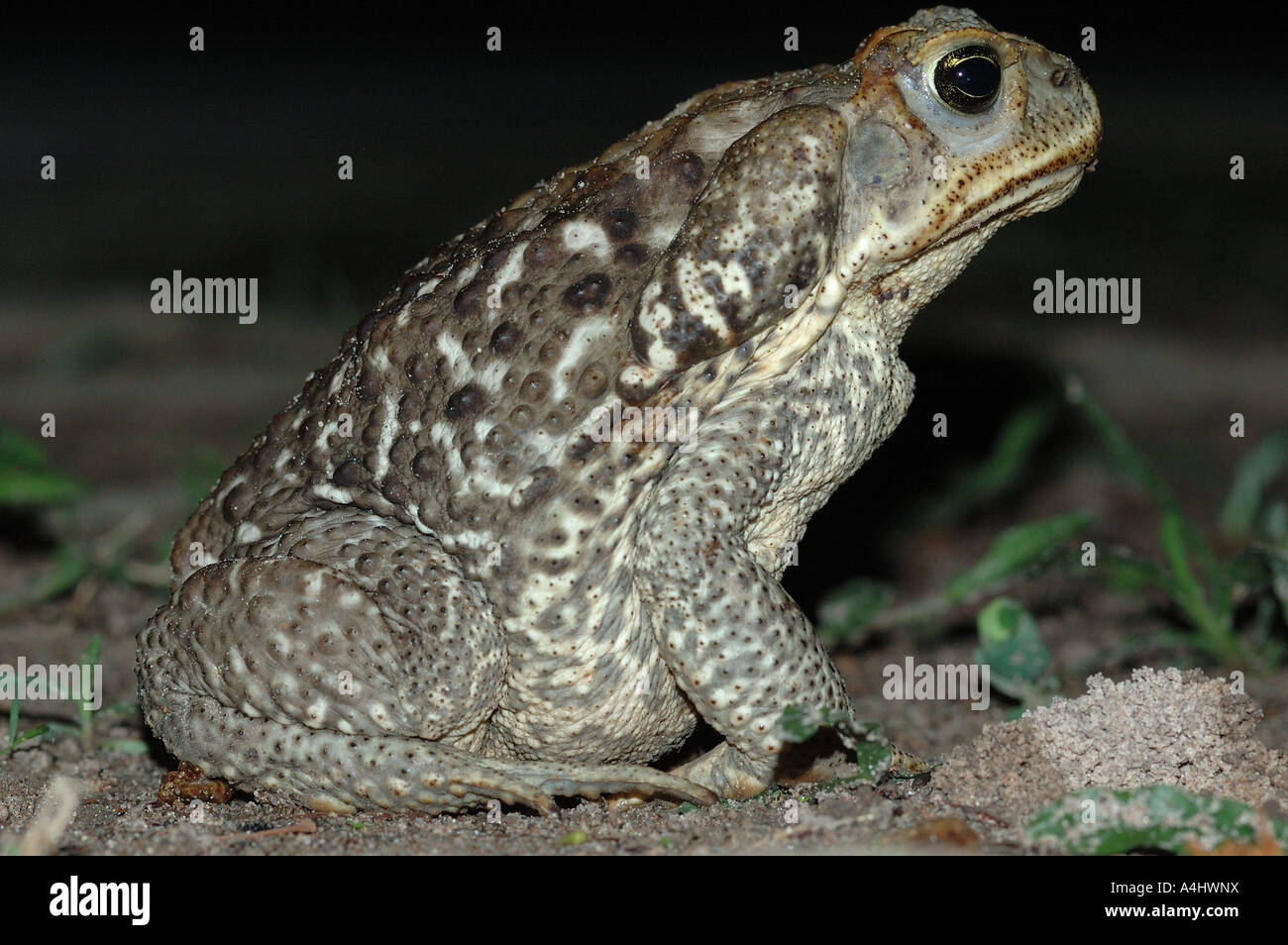Marina Toad , giant Toad,Cane Toad, Bufo marinus Stock Photo - Alamy