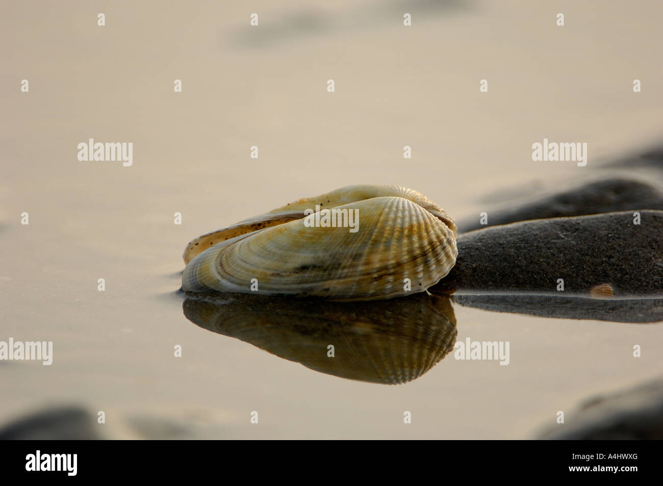 American Piddock Petricola pholadiformis Stock Photo - Alamy