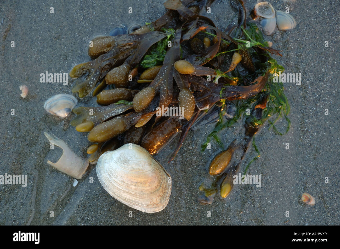 Venerupis hi-res stock photography and images - Alamy