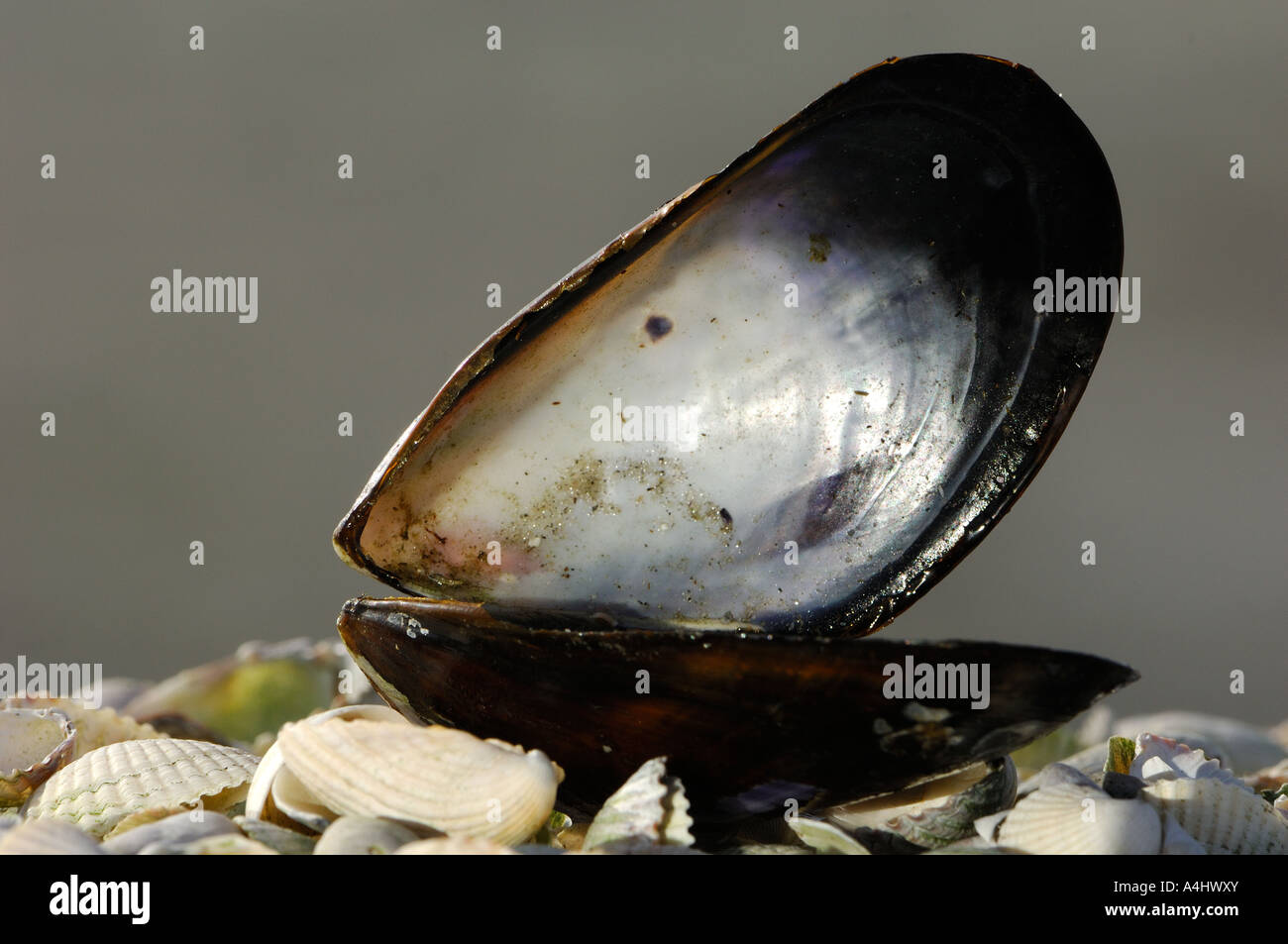 Blue mussel, mussel shell mytilus Stock Photo - Alamy