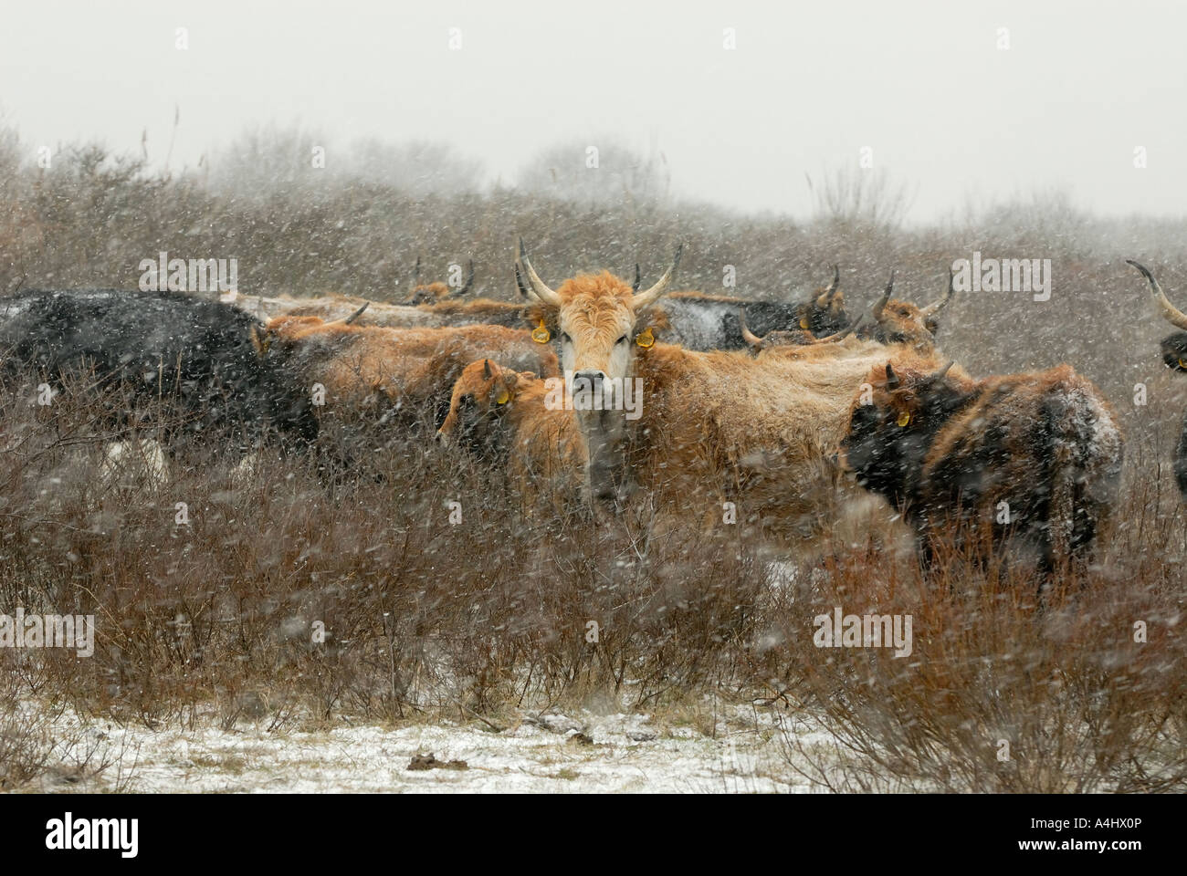 Heck cow in snow storm in Holland Stock Photo - Alamy