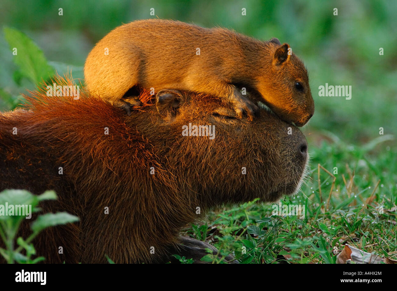 Capybara behaviour hi-res stock photography and images - Alamy