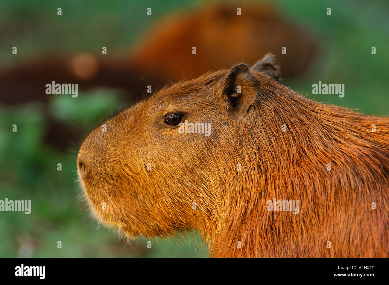 portrait of capybara Stock Photo - Alamy