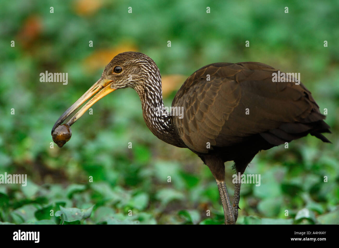 Limpkin with snale aramus guarauna Stock Photo - Alamy