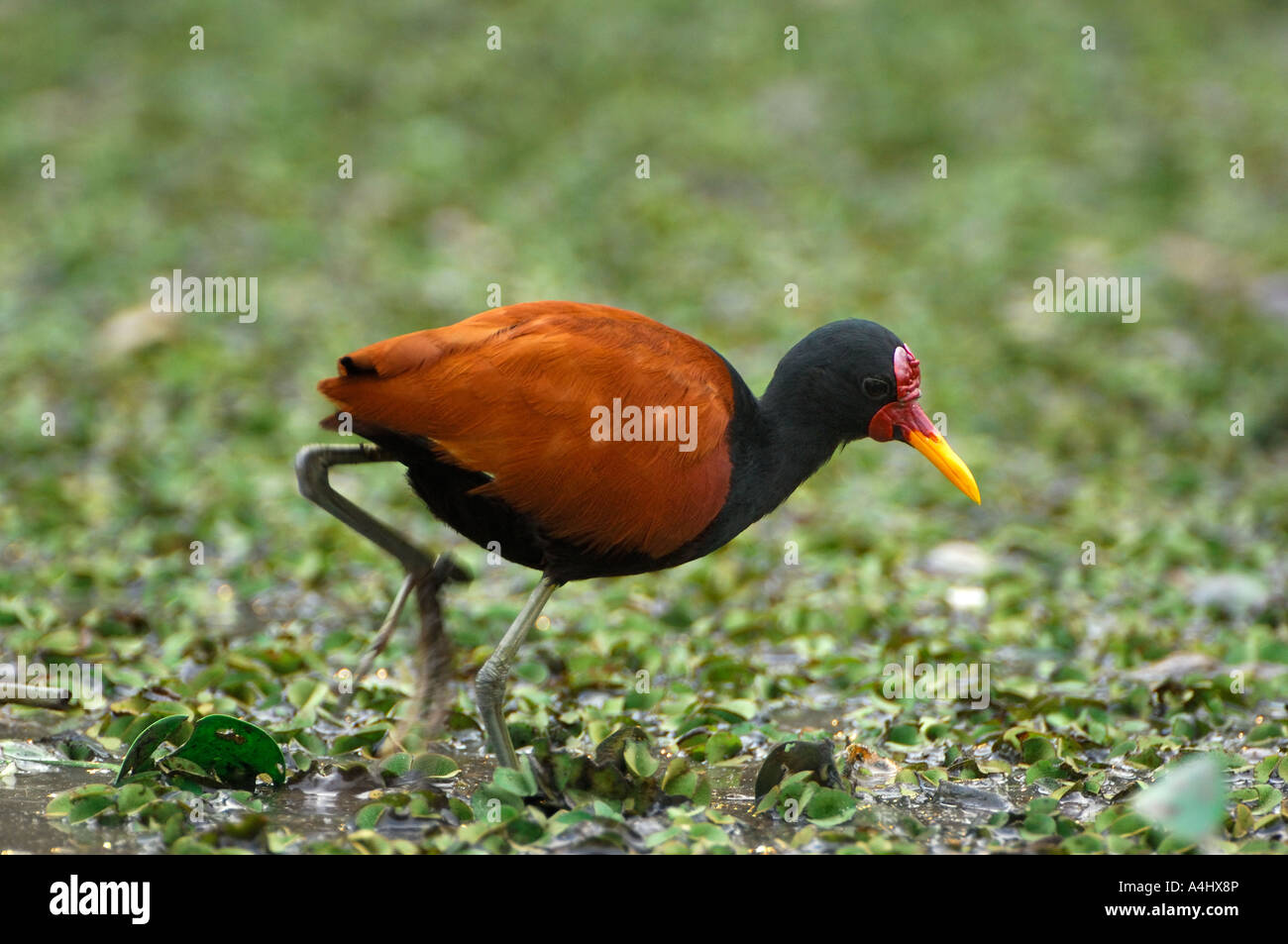 Wattled Jacana Jacana Jacana Stock Photo - Alamy