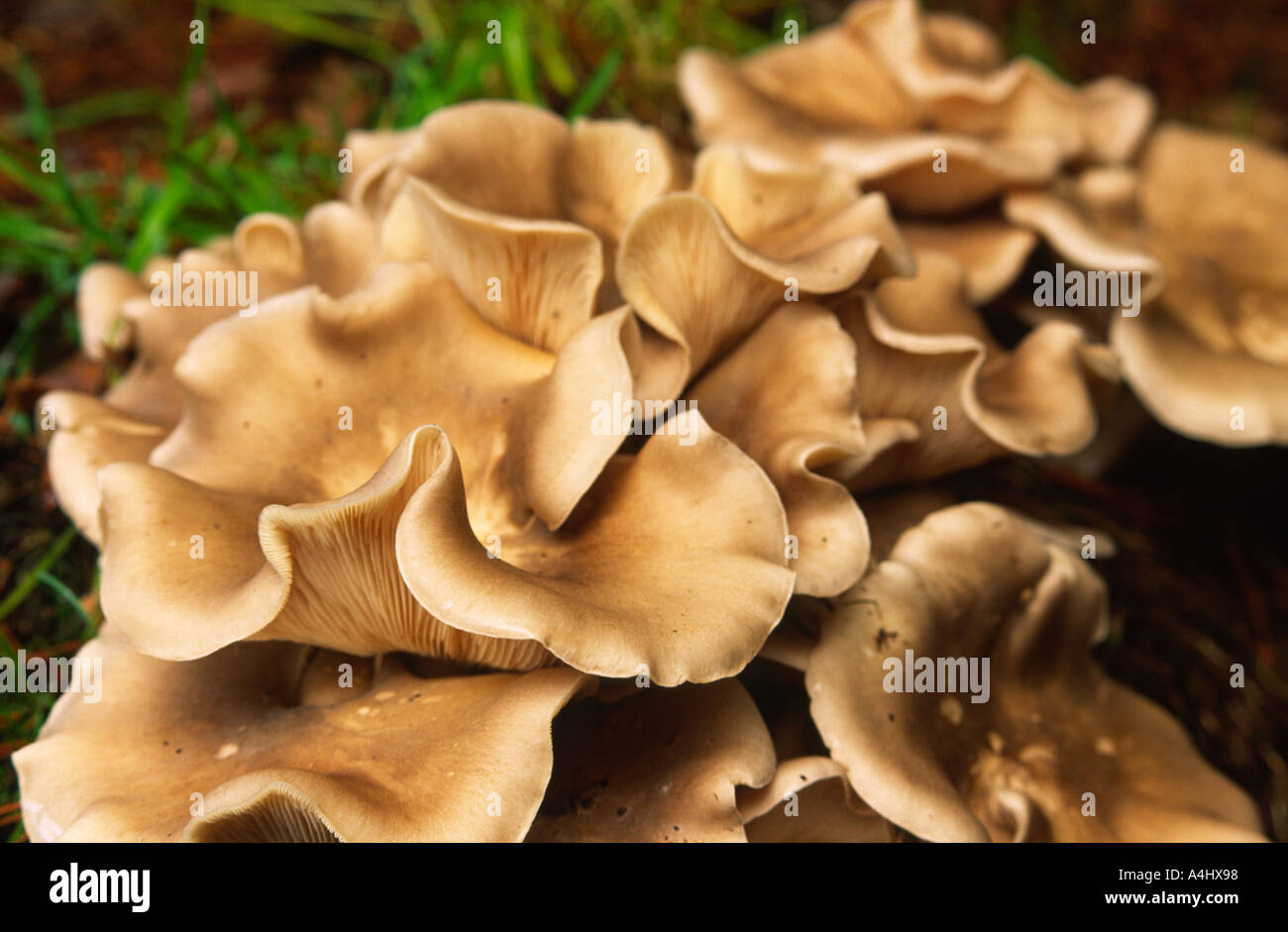 Funghi forest england hi-res stock photography and images - Alamy