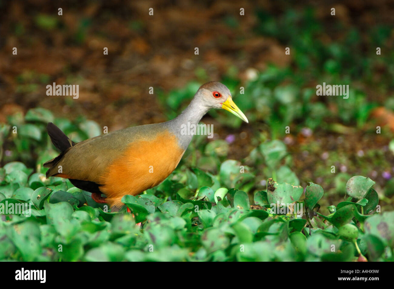 grey-necked wood-rail grey necket woodrai aramides cajanea Stock Photo ...