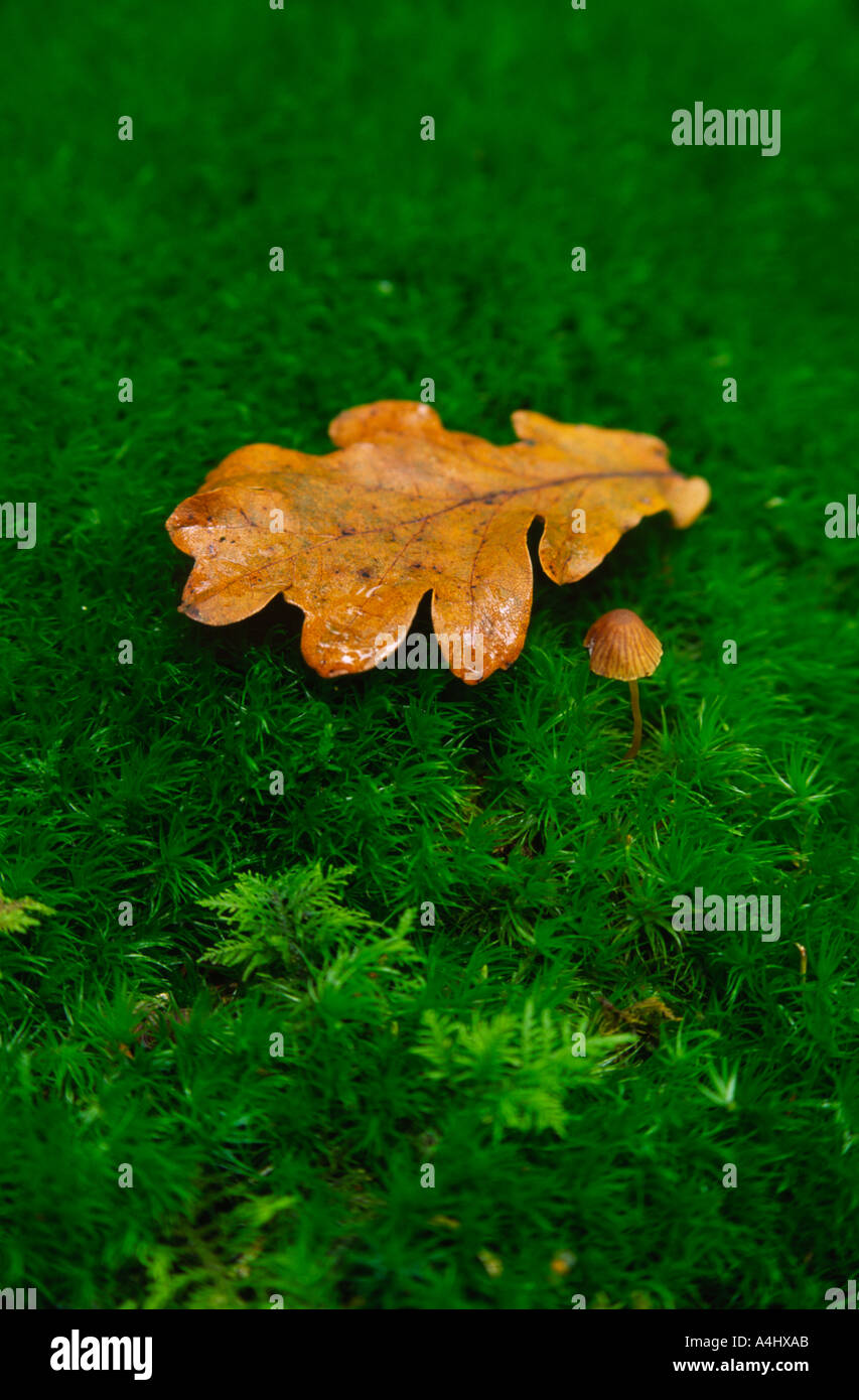 Uk fallen rain trees hi-res stock photography and images - Alamy