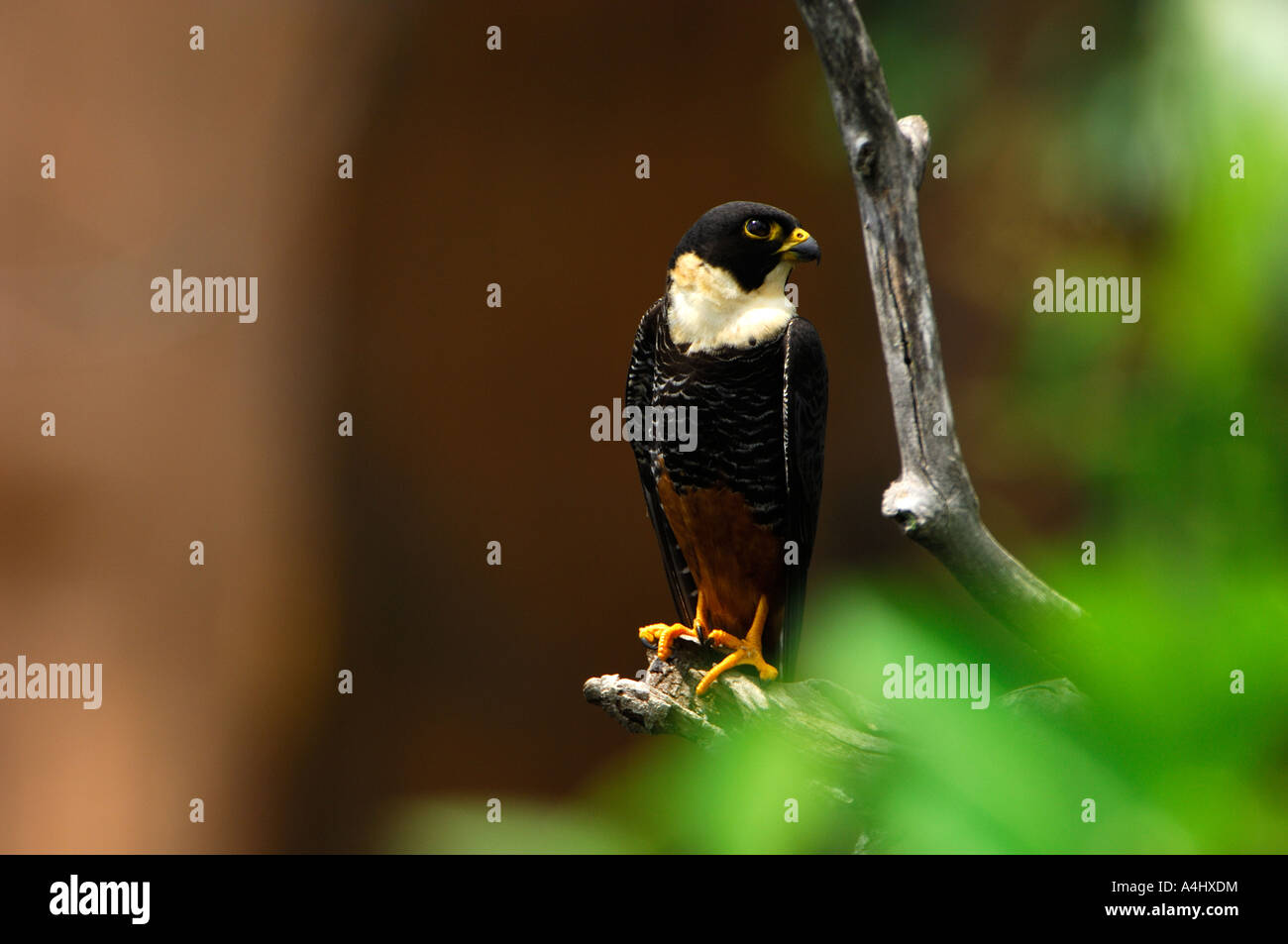 Falco rufigularis hi-res stock photography and images - Alamy