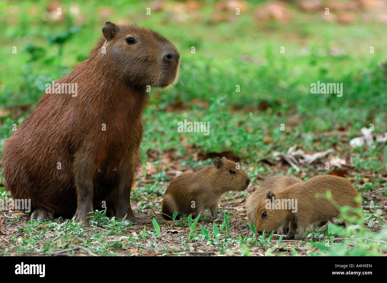 Capybara with young animals Stock Photo - Alamy