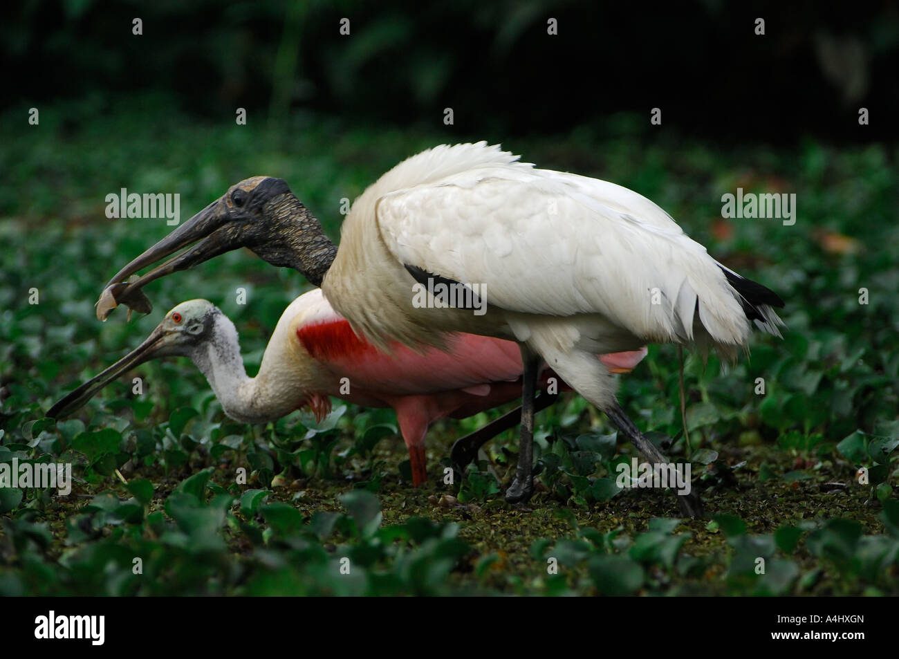 Wood stork spoonbill hi-res stock photography and images - Alamy