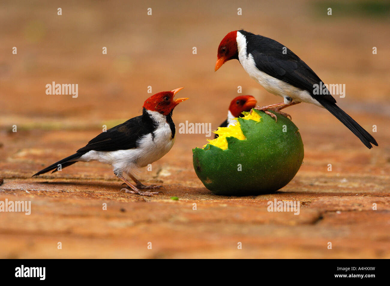 Red-capped Cardinal fighting on mango Stock Photo - Alamy