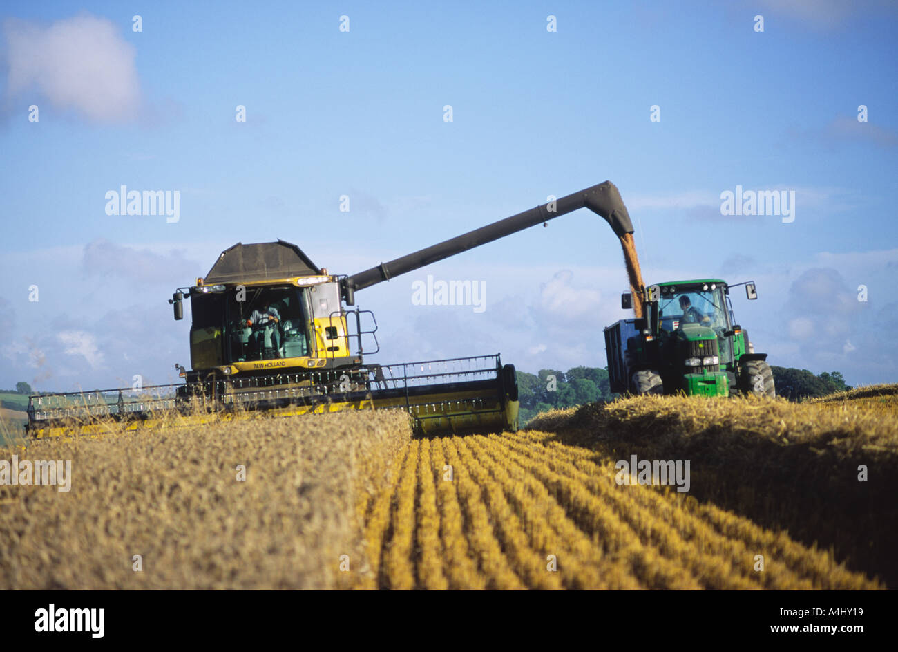 Combining wheat in north Dorset county England UK after a long spell of ...