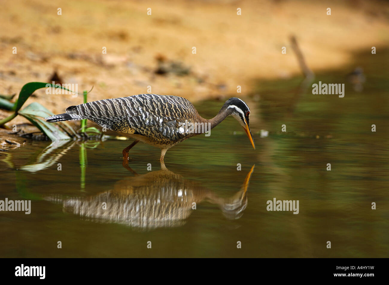 Sunbittern eurypyga helias Stock Photo - Alamy