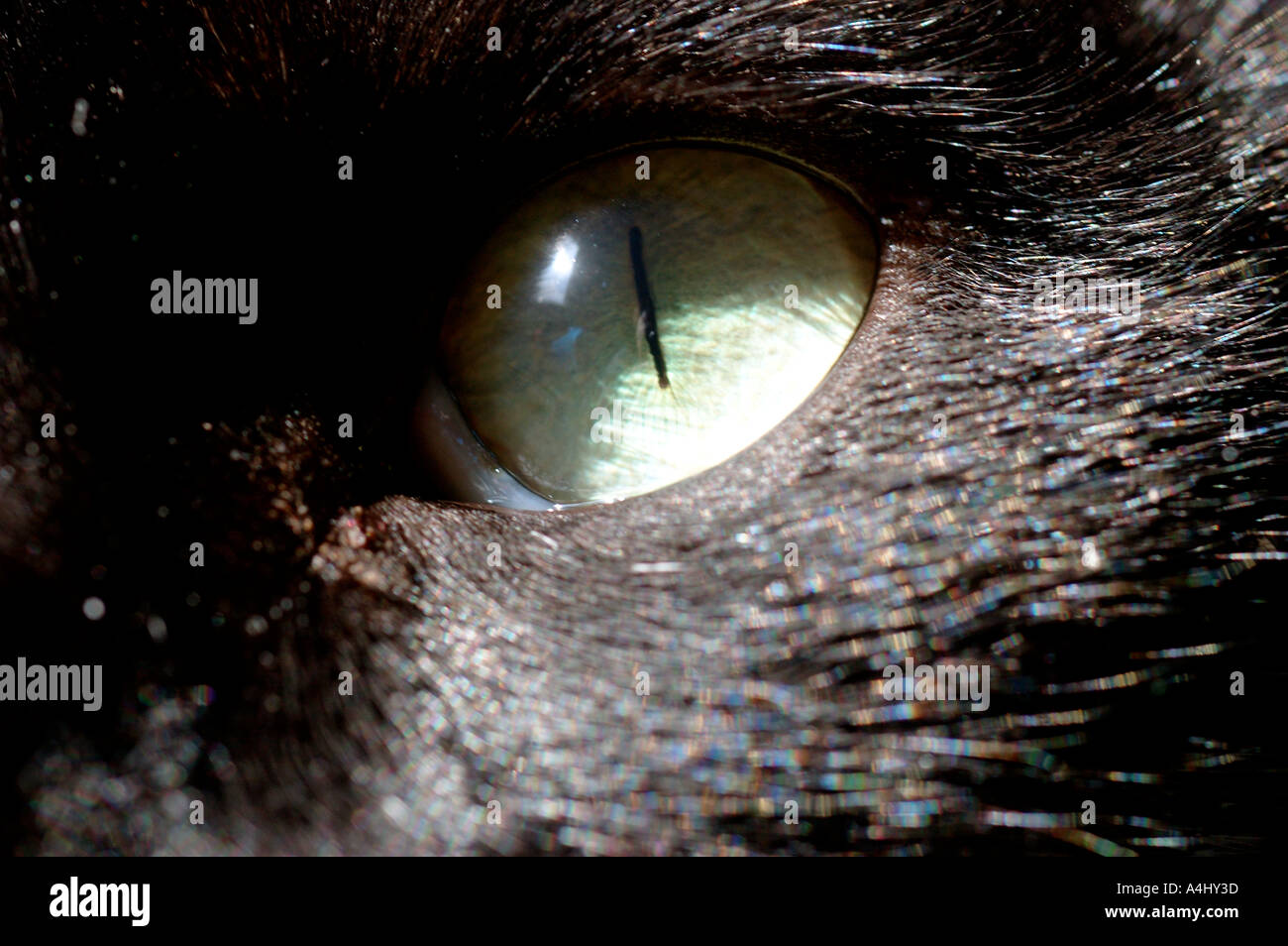 Keen eye sight hi-res stock photography and images - Alamy