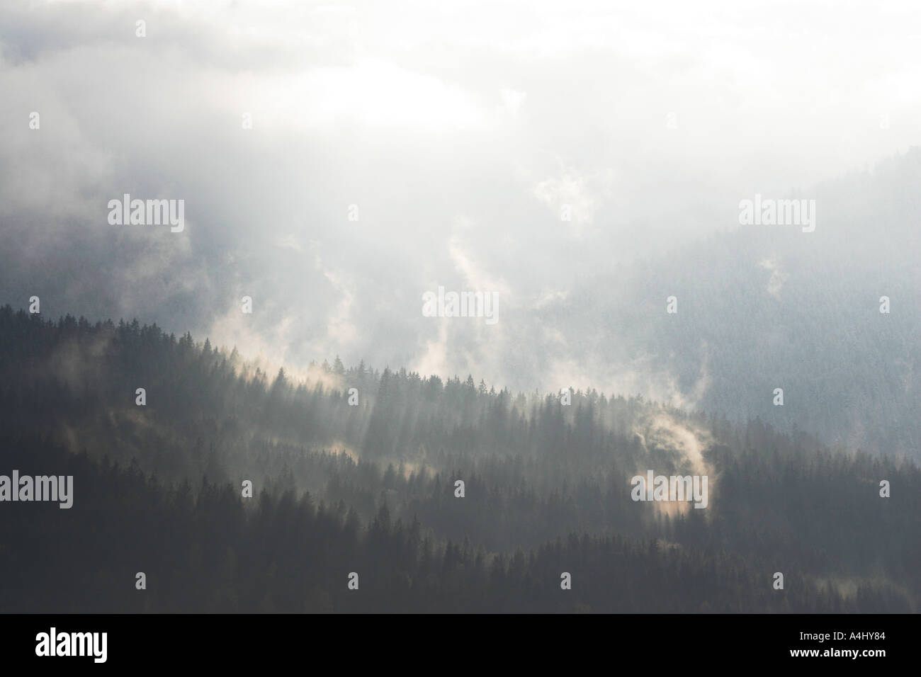 Fog rising from forests after rain Stock Photo - Alamy