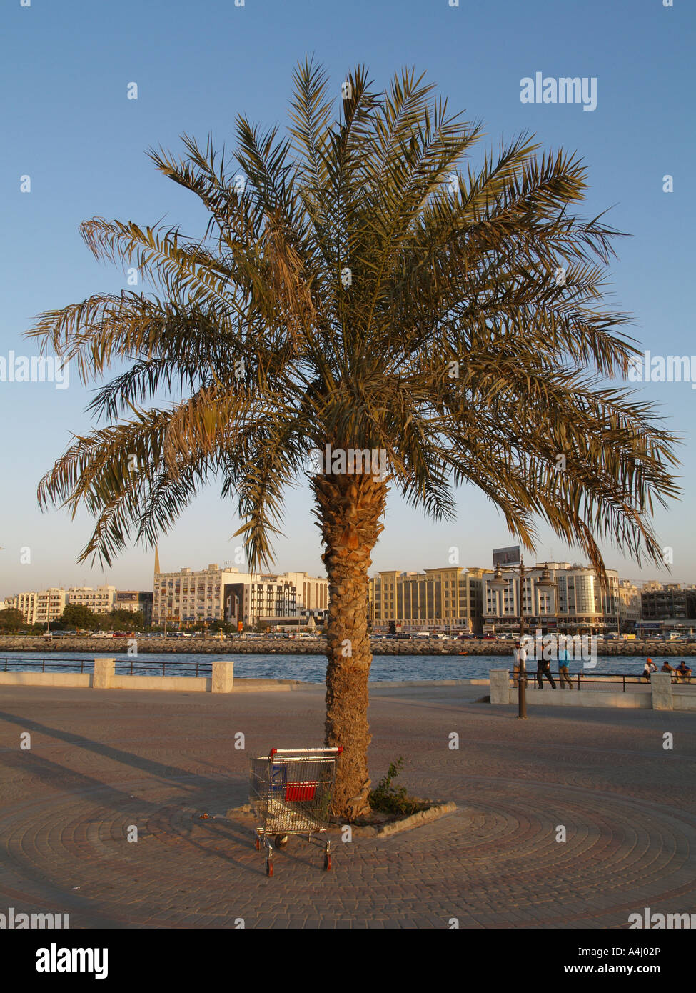 Dubai Creek, palm tree Stock Photo - Alamy