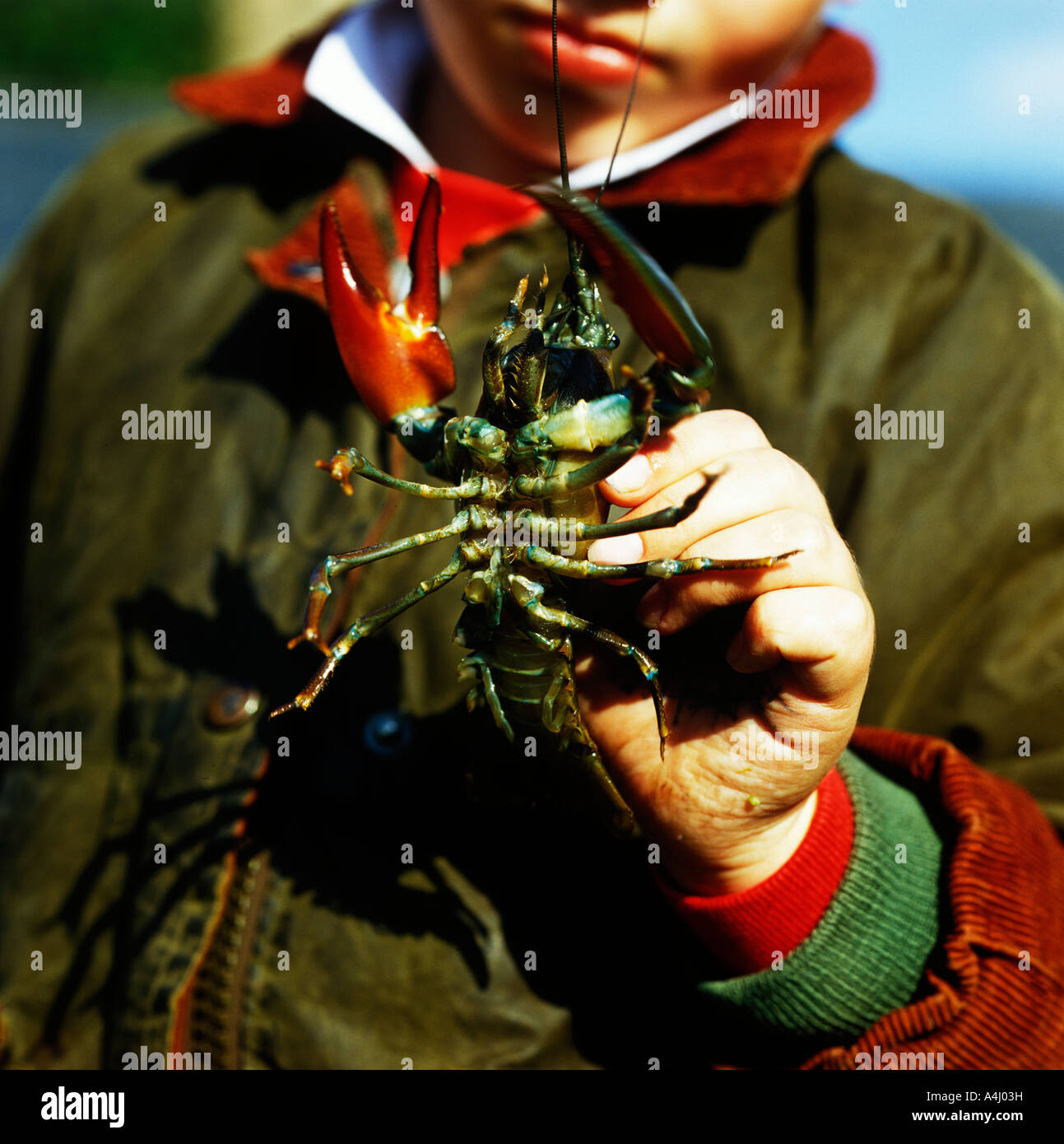 AMERICAN SIGNAL CRAYFISH Stock Photo - Alamy