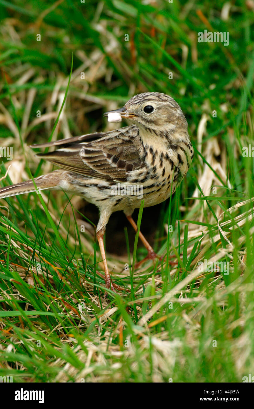 Meadow pipit nest hi-res stock photography and images - Alamy