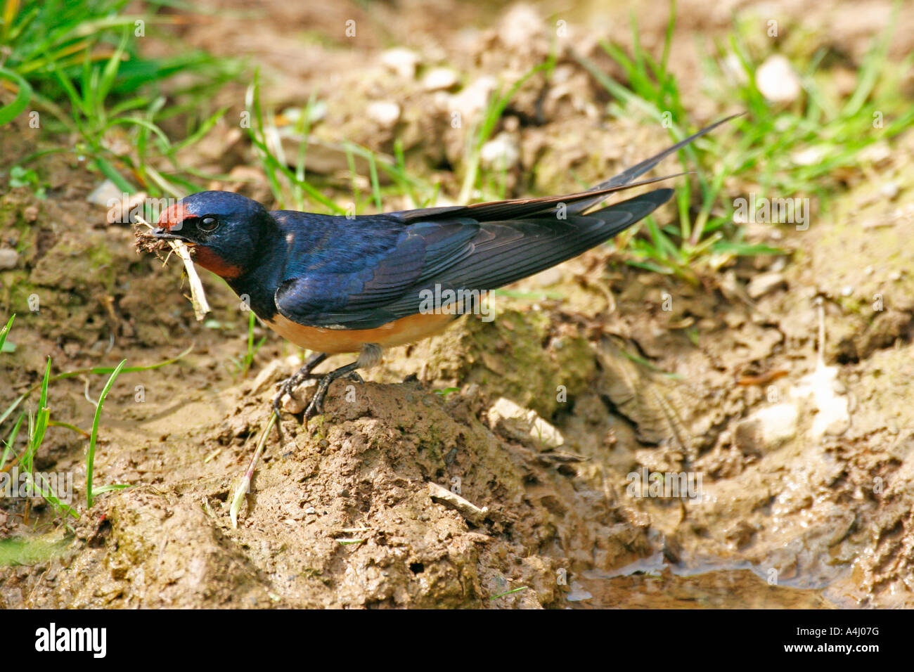 SWALLOW HIRUNDO RUSTICA WITH MUD AND STRAW Stock Photo - Alamy