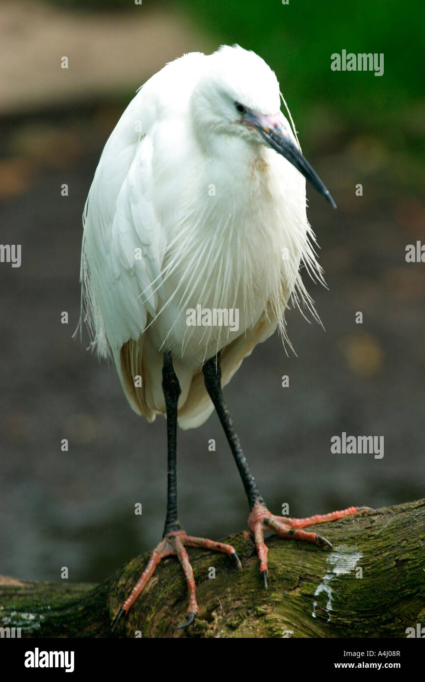 LITTLE EGRET ON LOG FRONT VIEW Stock Photo - Alamy