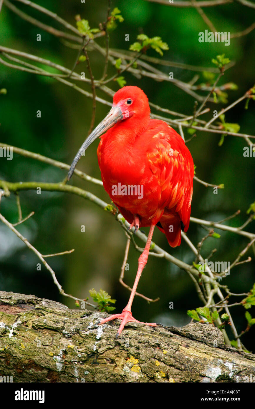 SACRED IBIS IN TREE FRONT VIEW Stock Photo - Alamy