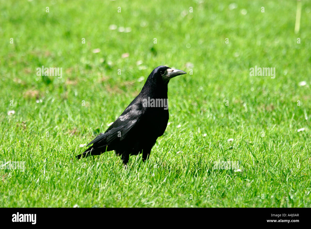Rook side view hi-res stock photography and images - Alamy
