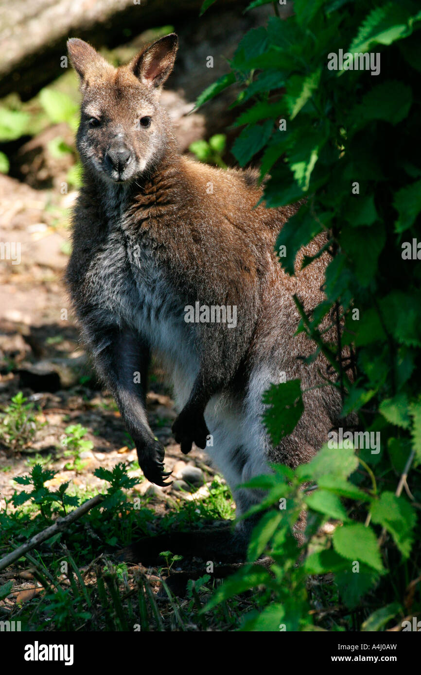 RED NECKED WALLABY SITTING FRONT VIEW Stock Photo - Alamy
