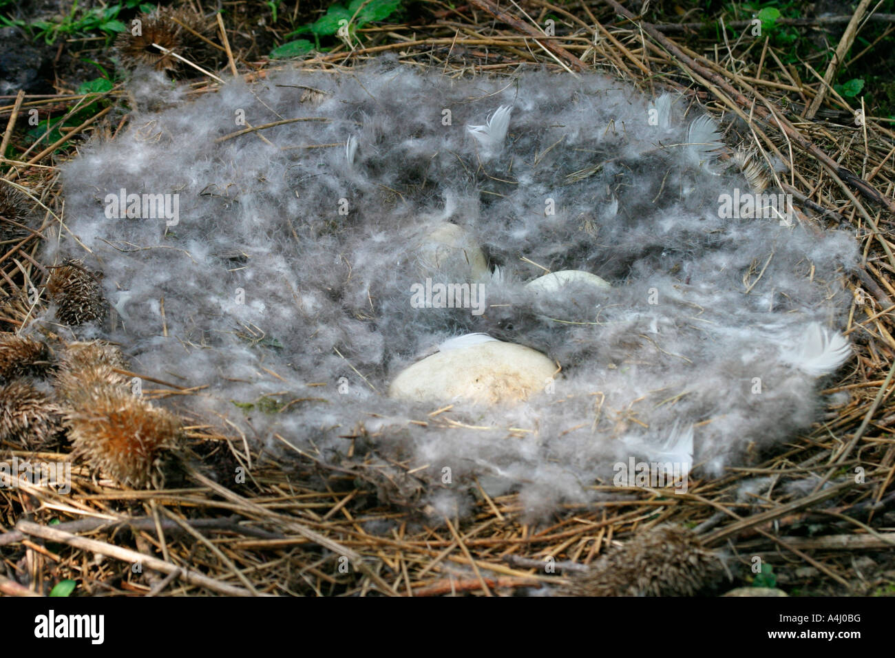 Barnacle goose nest eggs hi-res stock photography and images - Alamy