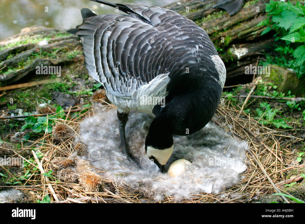 BARNACLE GOOSE BRANTA LEUCOPSIS TURNING EGGS FRONT VIEW Stock Photo - Alamy