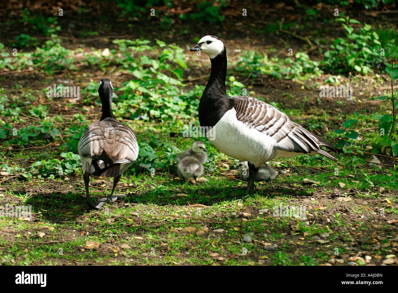 BARNACLE GEESE BRANTA LEUCOPSIS WITH GOSLINGS SIDE VIEW Stock Photo - Alamy