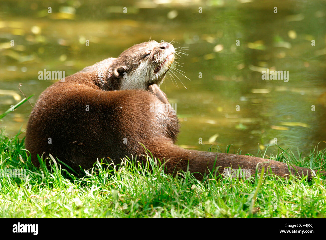ASIAN SHORT CLAWED OTTER SCRATCHING SIDE VIEW Stock Photo - Alamy